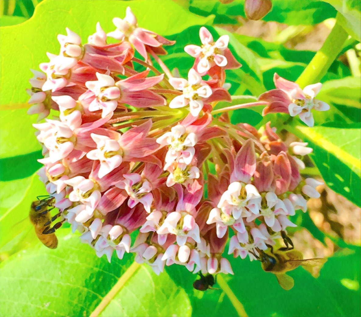 Pollinator Corridor Plans | The Mascoma River Greenway