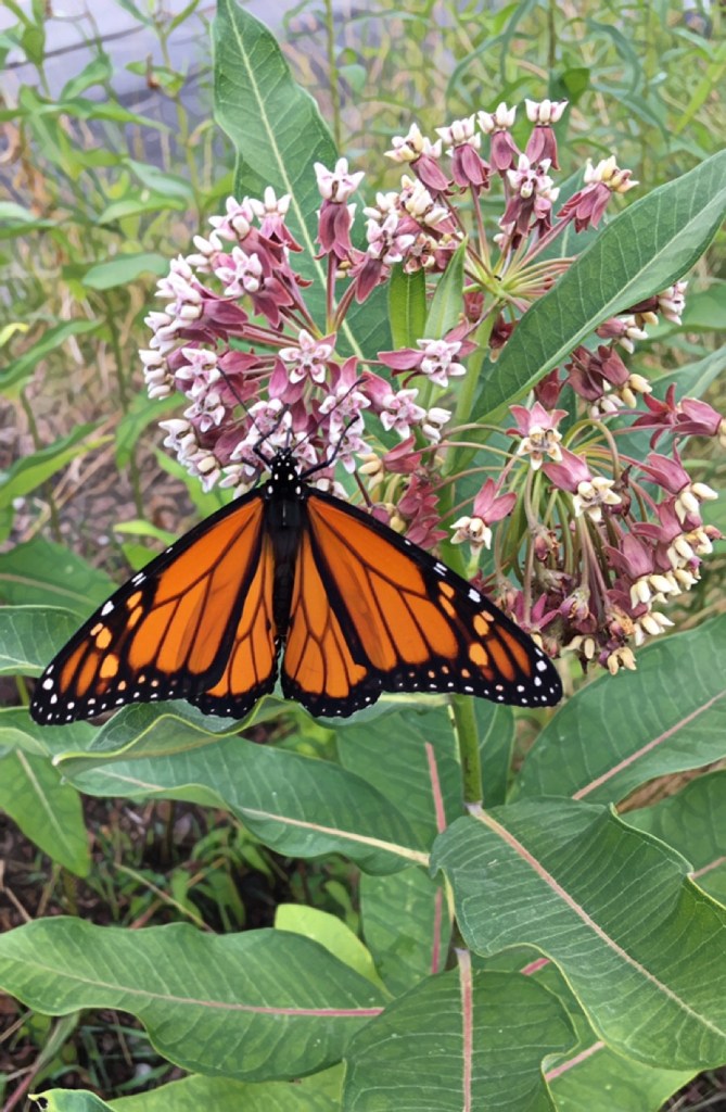 Pollinator Corridor | The Mascoma River Greenway