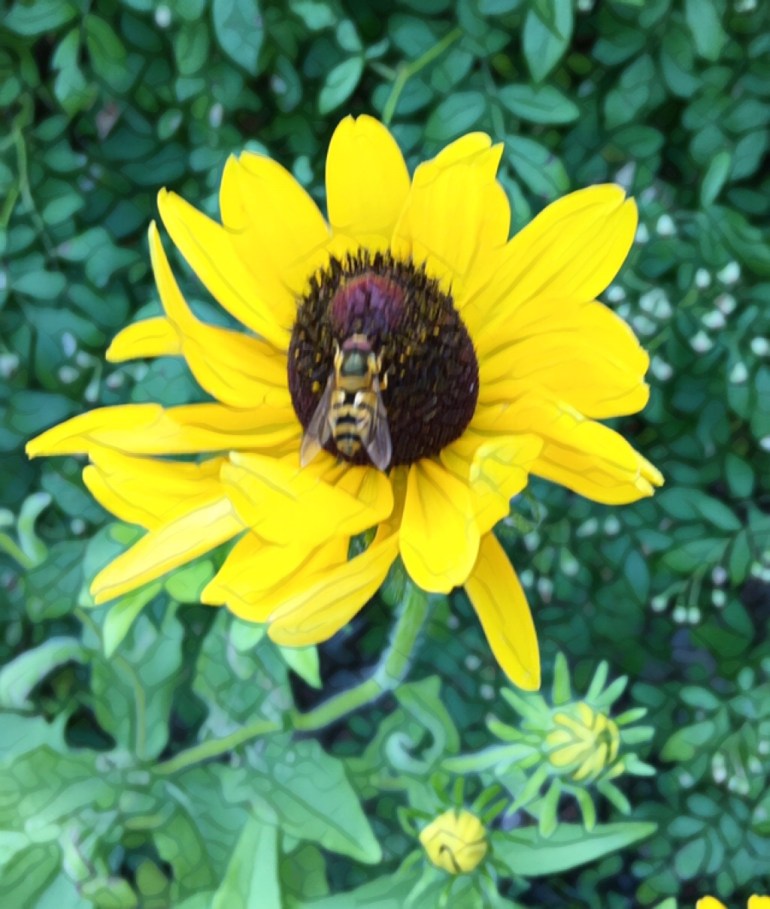 Pollinator Corridor | The Mascoma River Greenway