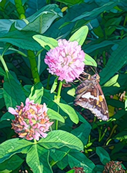 Pollinator Corridor | The Mascoma River Greenway