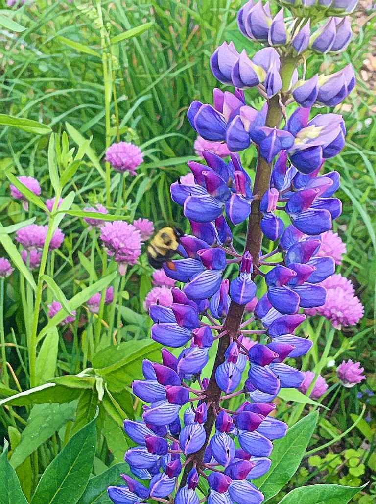 Pollinator Corridor | The Mascoma River Greenway