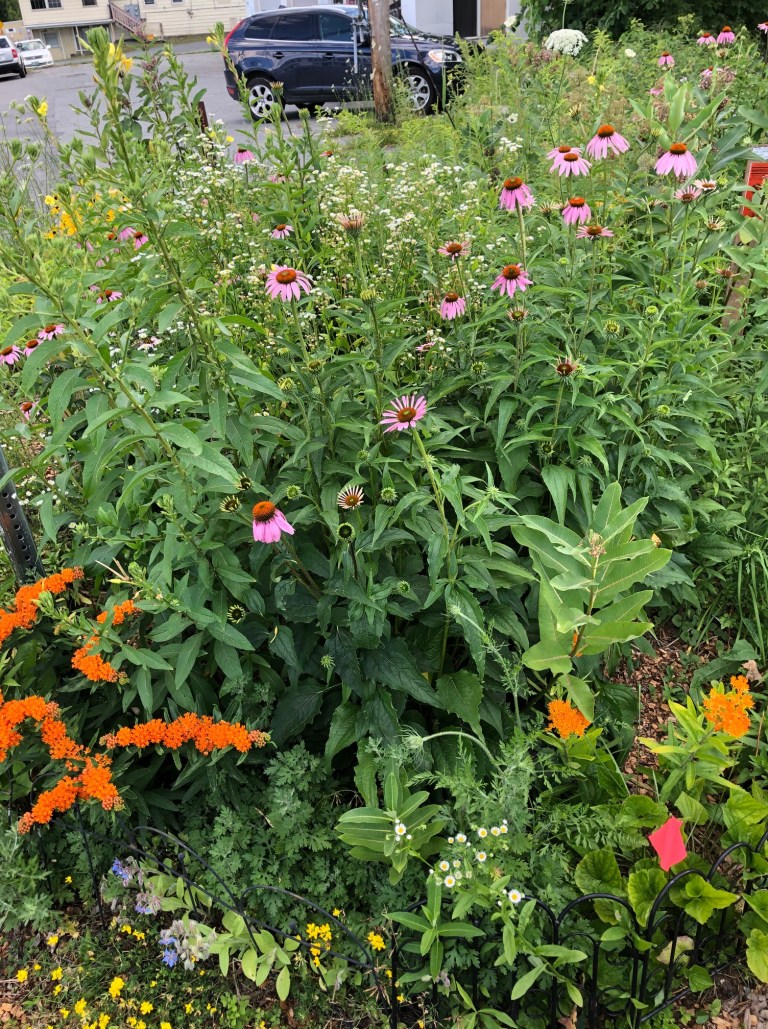 Pollinator Corridor | The Mascoma River Greenway