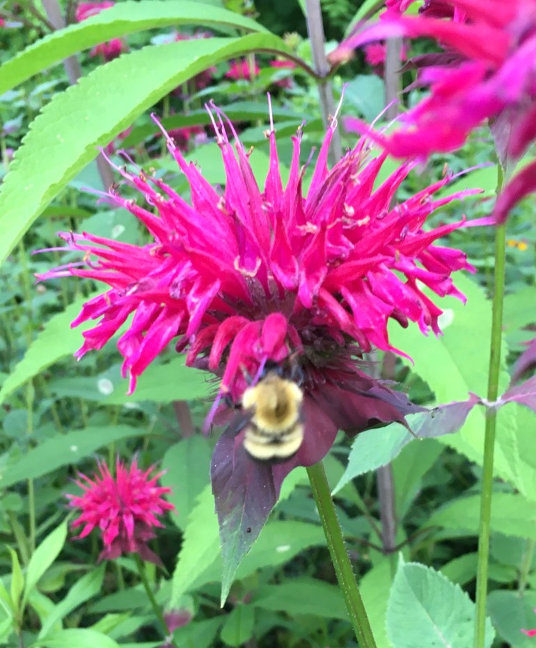 Pollinator Corridor | The Mascoma River Greenway