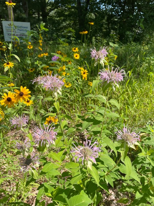 The Mascoma River Greenway